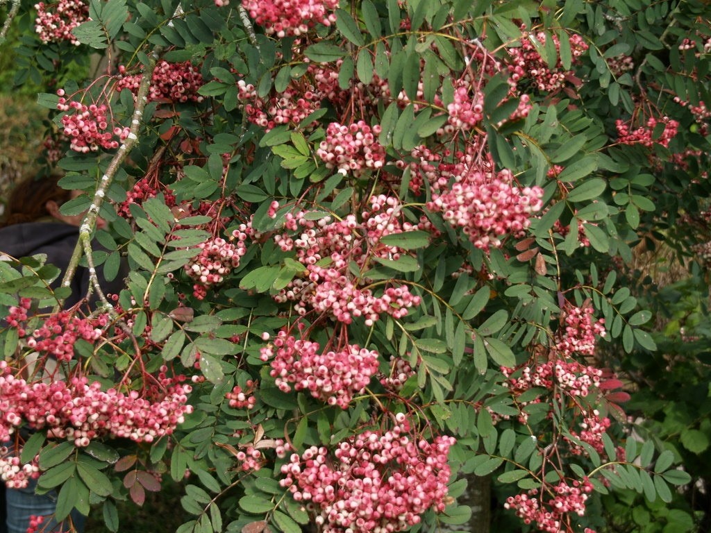Sorbus hupehensis 'November Pink' : C3 : 30-60 | 30-60cm C3 | SOHNPINK ...