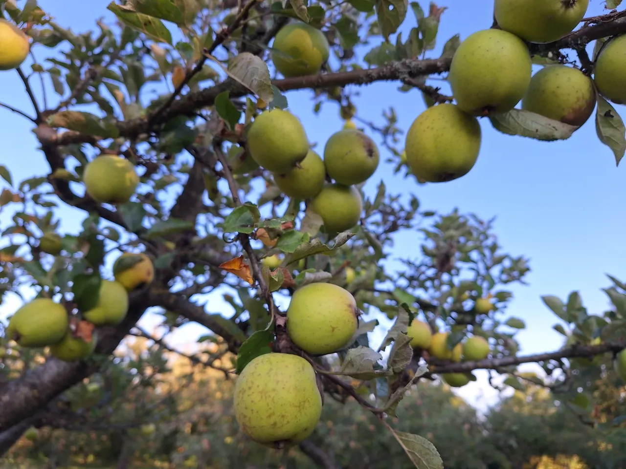 Malus domestica 'Ananas Reinette' : C3 : 60-100 : onderstam Malus ...