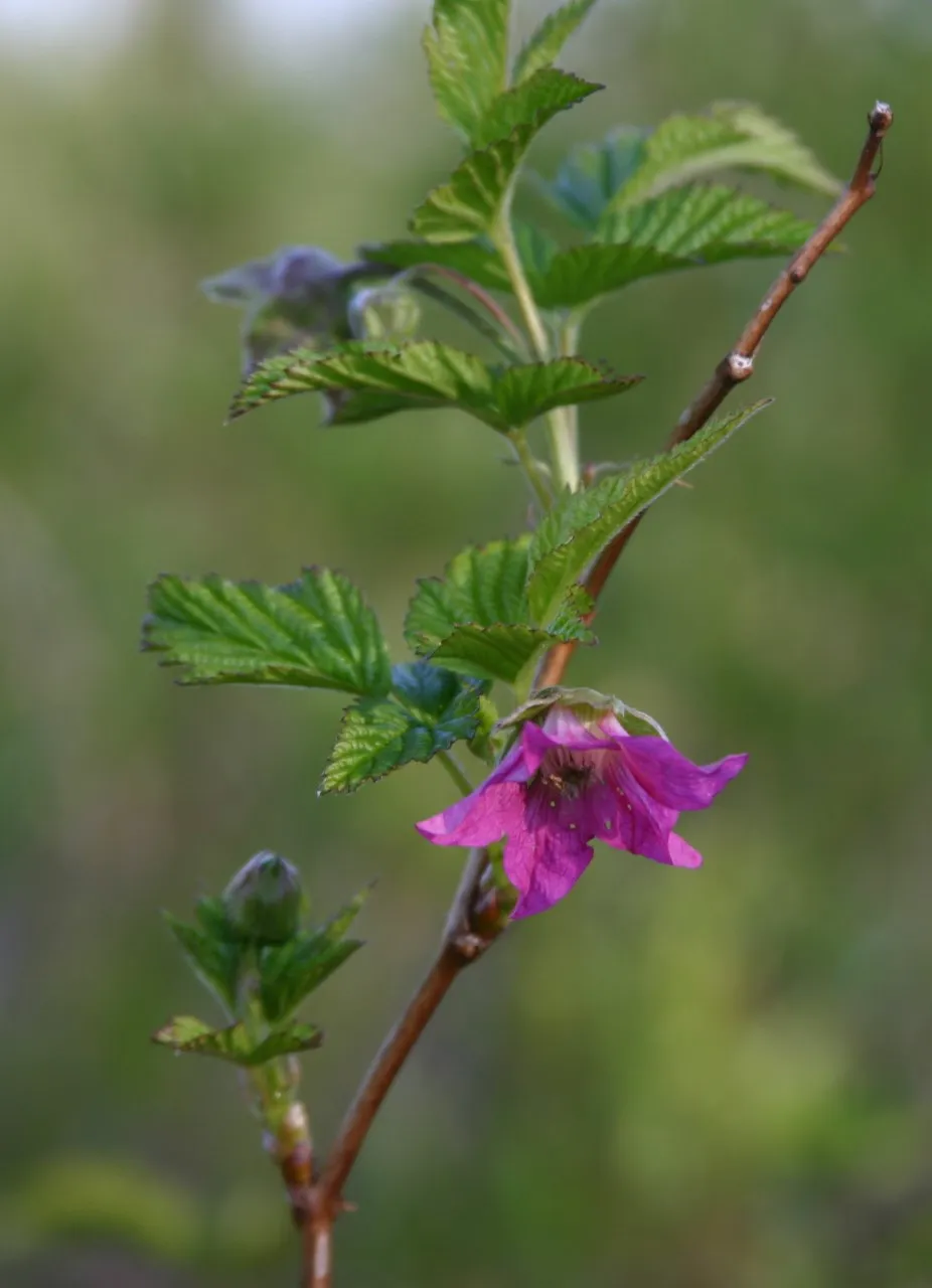 Rubus spectabilis 'Vreedenhorst Geel' : C2 : 15-30 | 15-30cm C2 ...