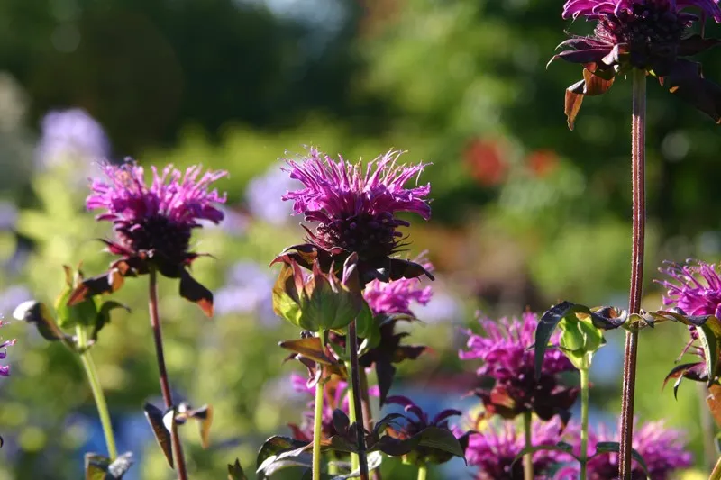 Monarda 'Scorpion' : P9 | P9 | MOSCORPI_P9