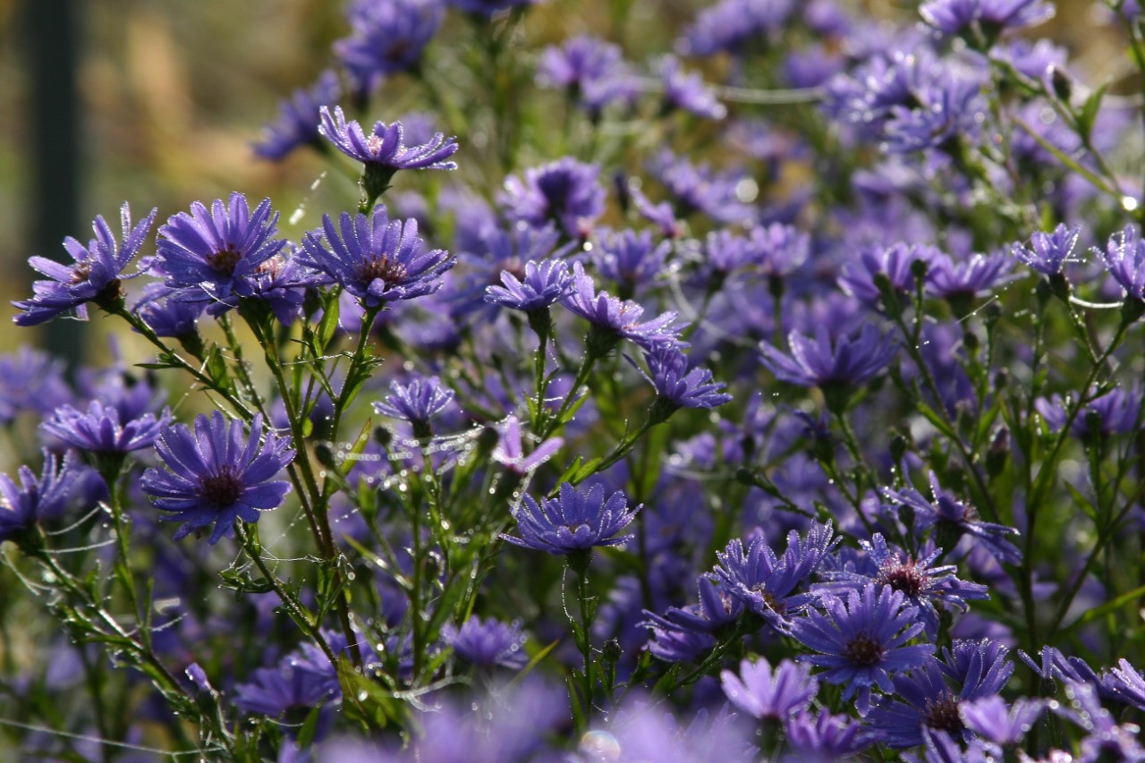 Aster 'Treffpunkt' : P9 | P9 | ASTREFFP_P9