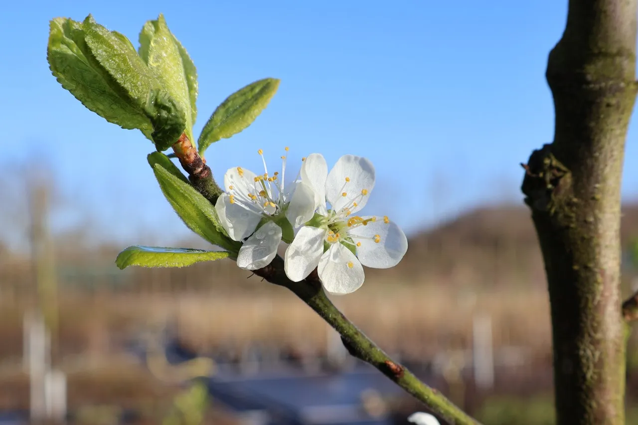 Prunus domestica 'Merryweather Damson' : C5 : 60-100 : onderstam Prunus domestica 'St Julien ...
