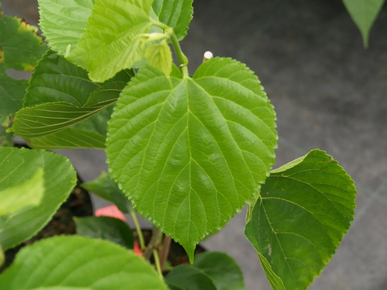 Morus macroura 'Pakistan' : C3 : 15-30 | 15-30cm C3 | MOMPAKIS_C3_15-30