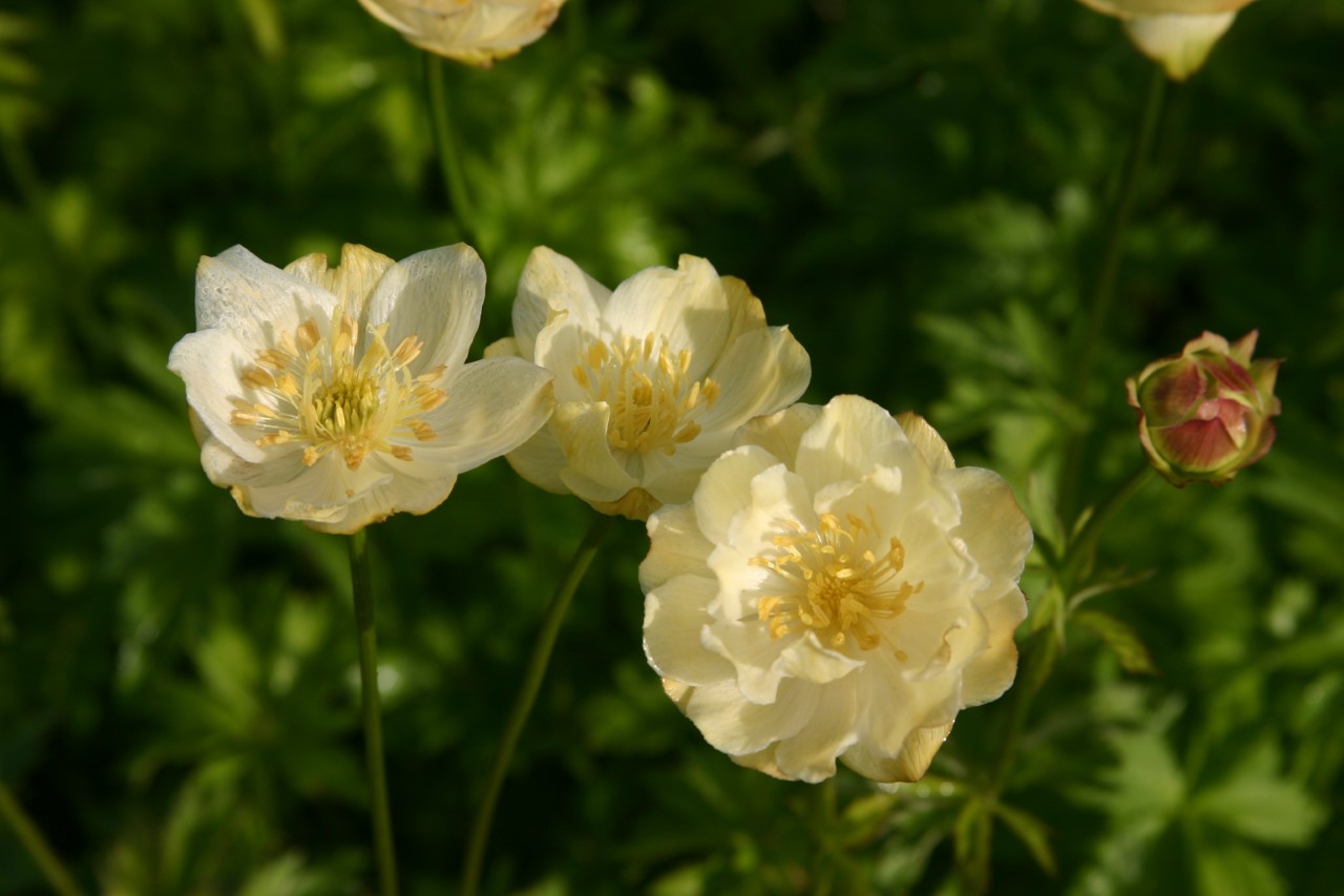 Trollius x cultorum 'New Moon' : P9 | P9 | TRCNMOON_P9
