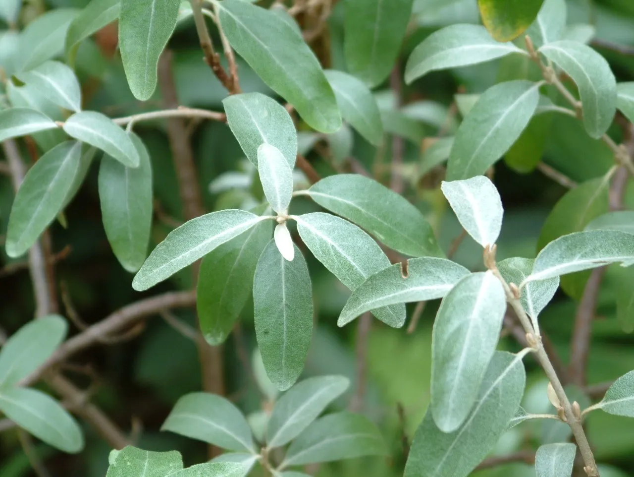 Shepherdia argentea : P11 : 30-40 | 30-40cm P11 | SHARGENT_P11_30-40