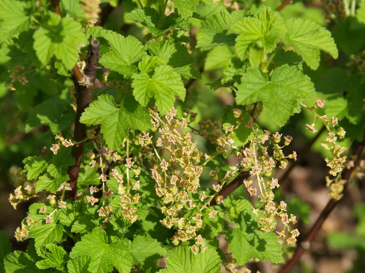 Ribes rubrum (red) 'Jonkheer van Tets' : C2 : 40-60 | 40-60cm C2 ...