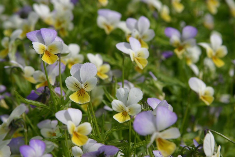 Viola tricolor : P9 | P9 | VITRICOL_P9