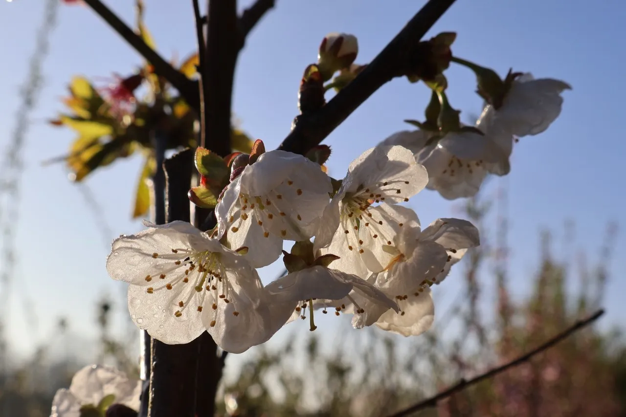 Prunus avium 'Varikse Zwarte' : C7.5 : 150-200 : onderstam Prunus 'Colt' | 150-200cm C7.5 ...