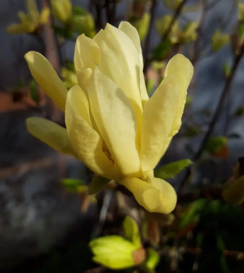 Magnolia 'Butterflies' : C15 : 100-125 | 100-125cm C15 | MAGBUTTE_C15 ...