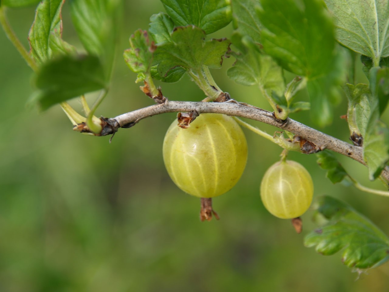 Ribes uva-crispa 'Hinnonmaki Gul' : W : 30-60 | 30-60cm W | RIUCHGUL_W ...