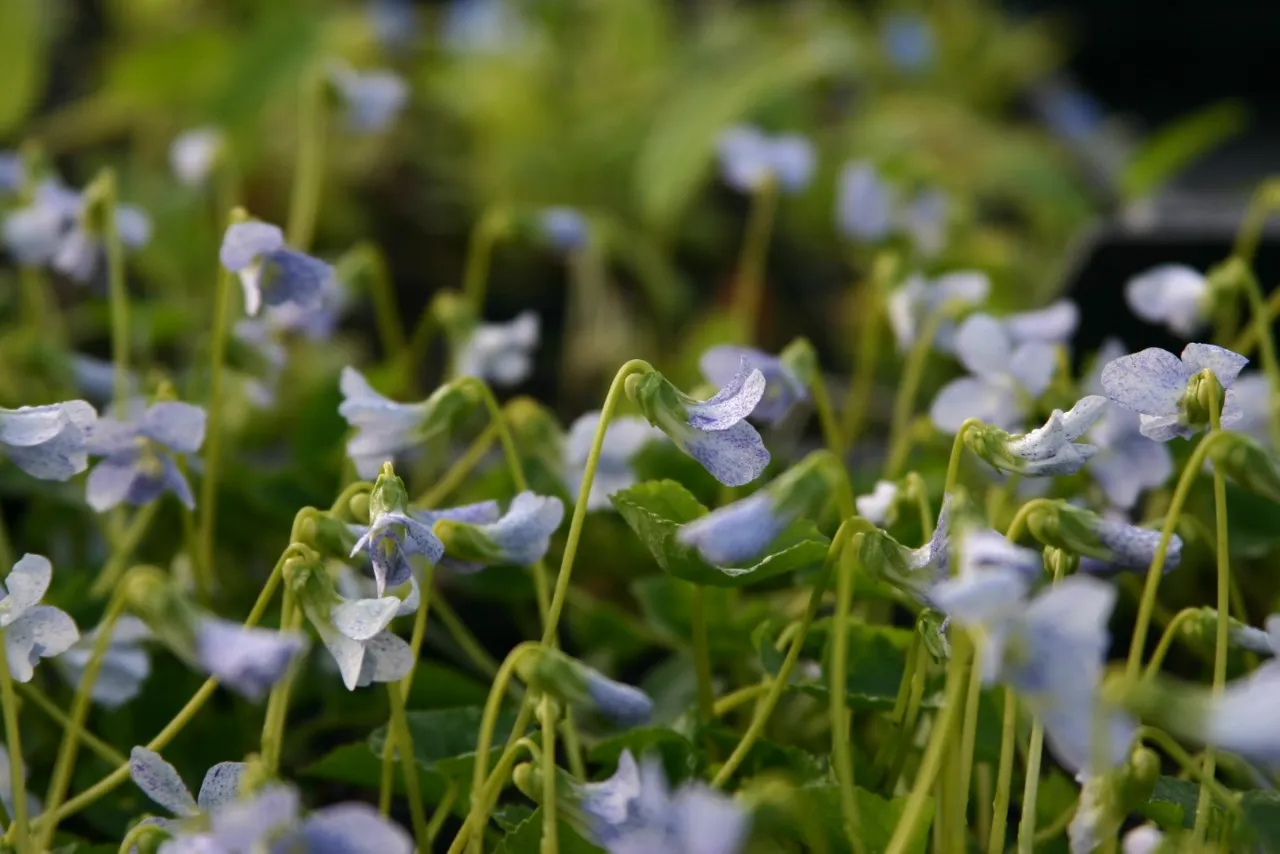 Viola sororia 'Freckles' : P9 | P9 | VISFRECK_P9