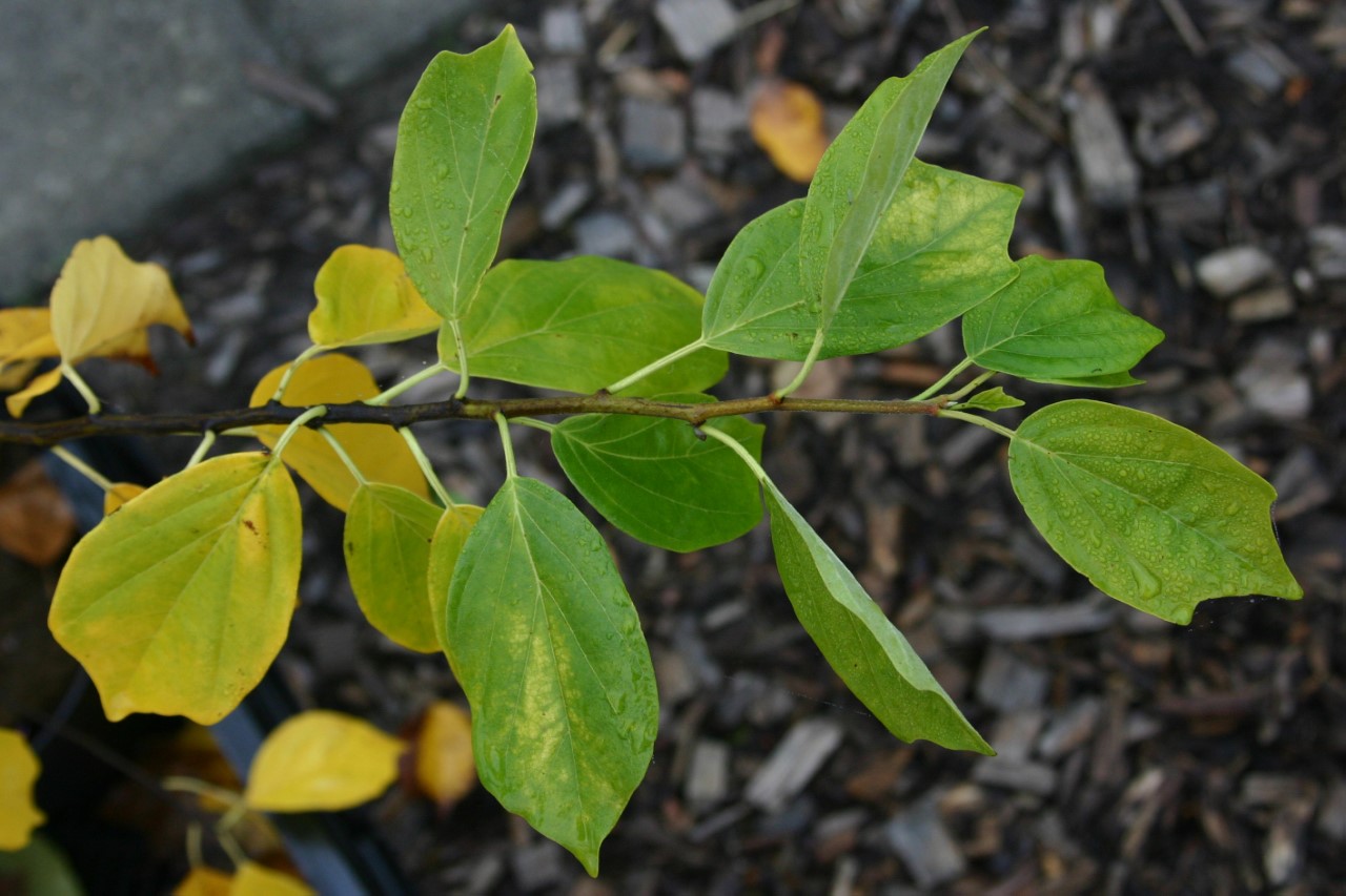 Cudrania tricuspidata 'Seedless Che' : C2 : 60-80 | 60-80cm C2 ...