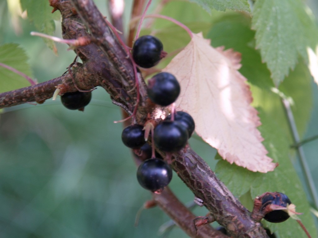 Ribes nigrum 'Silvergieters Zwarte' : C2 : 60-100 | 60-100cm C2 ...