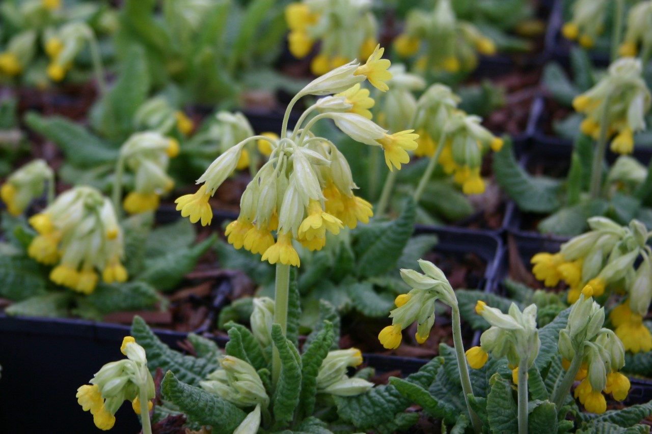 Primula veris : P9 | P9 | PRVERIS_P9
