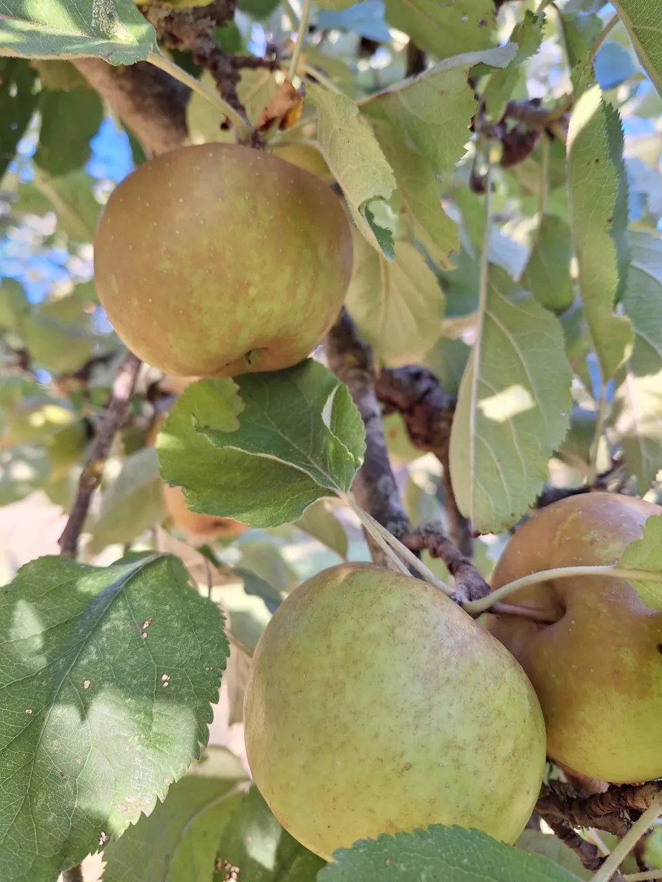 Malus domestica 'Schone van Boskoop' : C3 : 60-100 : onderstam Malus ...