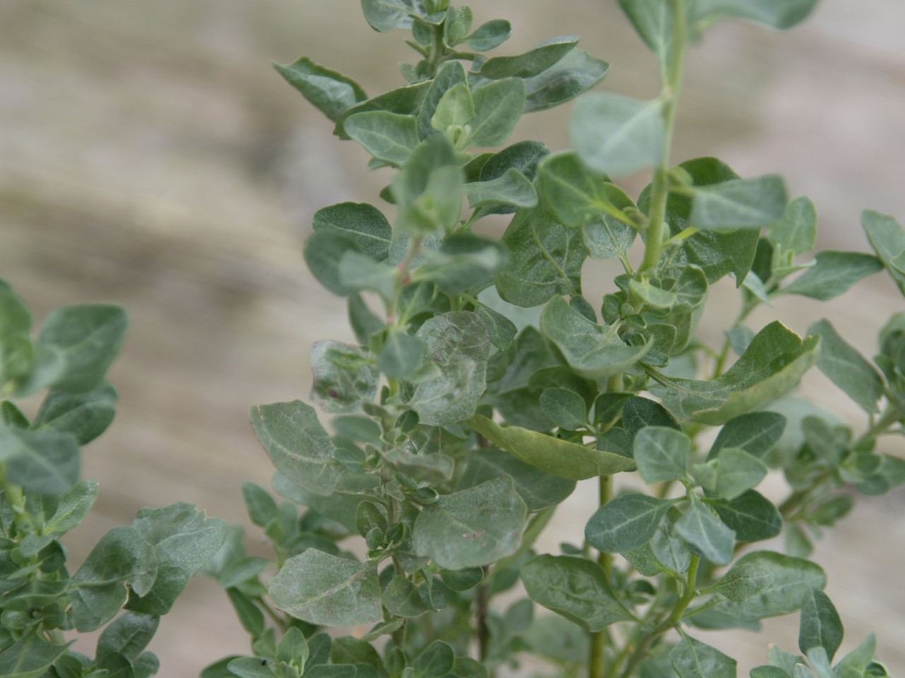 Atriplex halimus : P9 : 20-25 | 20-25cm P9 | ATHALIMU_P9_20-25