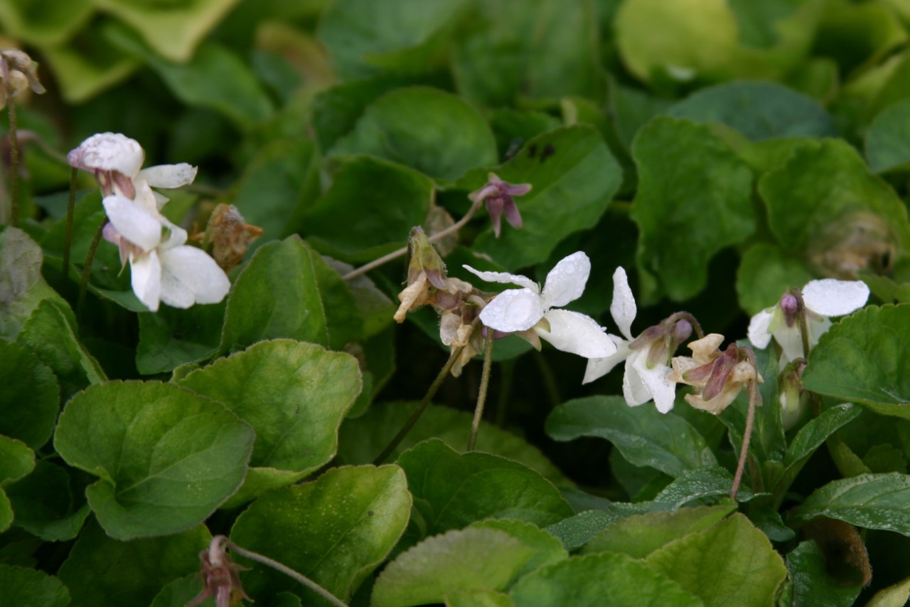Viola odorata 'Reine de Neiges' : P9 | P9 | VIORDNEI_P9