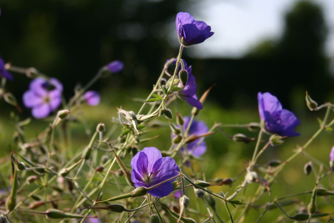 Geranium 'Orion' : P9 | P9 | GEORION_P9