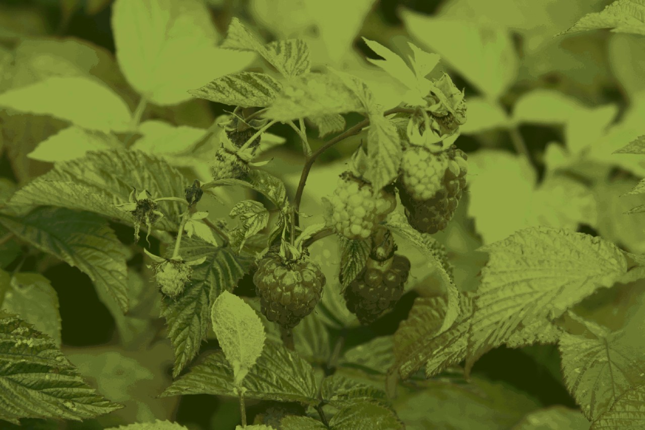 Rubus idaeus 'Tulameen' : C2 : 30-60 | 30-60cm C2 | RUITULAM_C2_30-60
