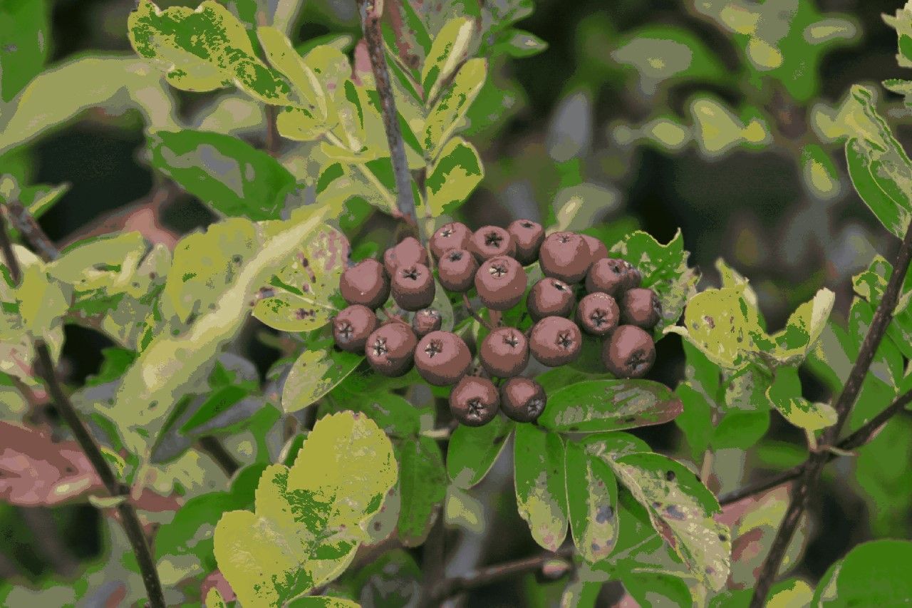 Sorbus 'Burka' : C3 : 30-60 | 30-60cm C3 | SOBURKA_C3_30-60