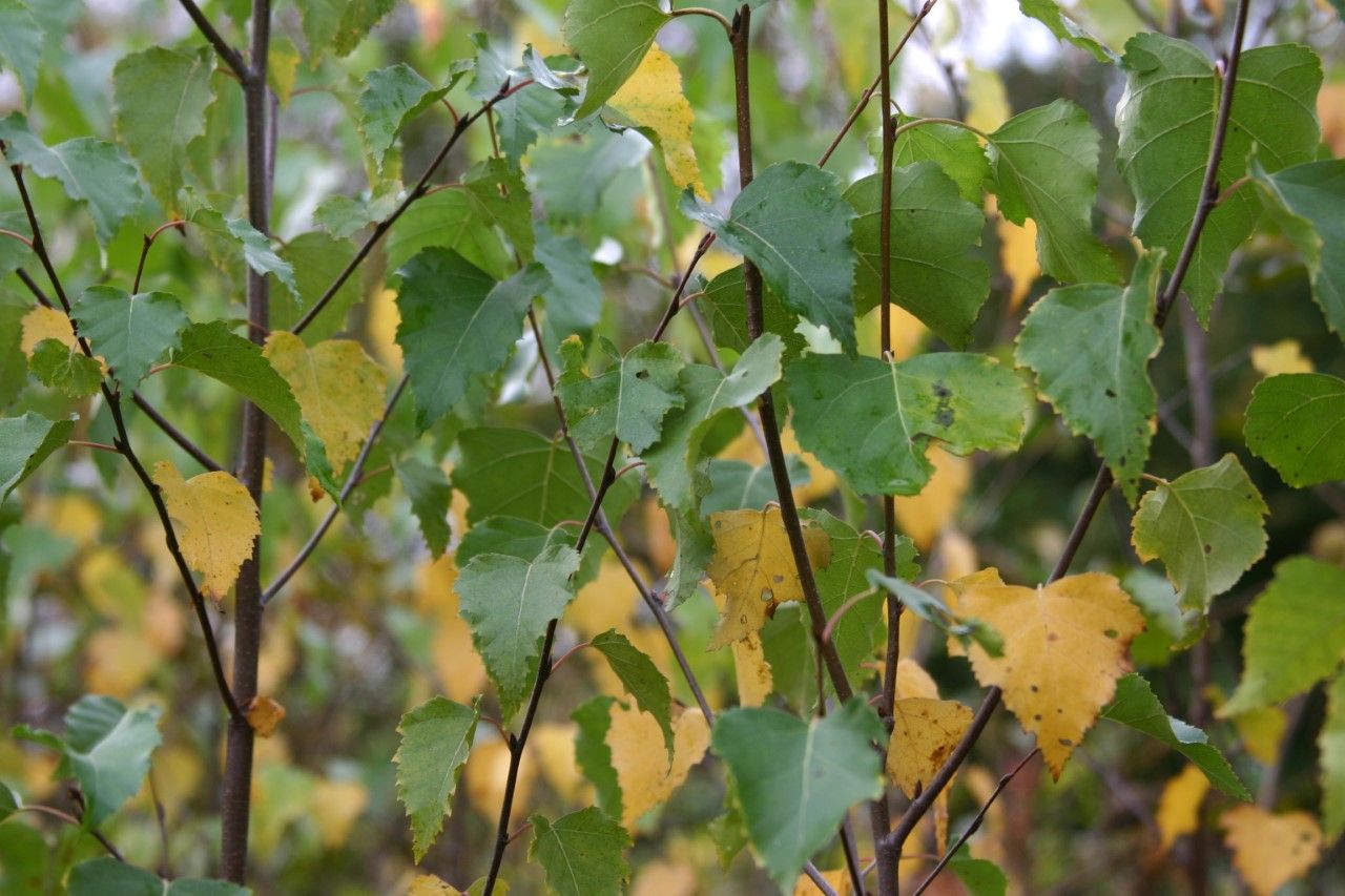 Betula pendula : C2 : 60-100 | 60-100cm C2 | BEPENDUL_C2_60-100