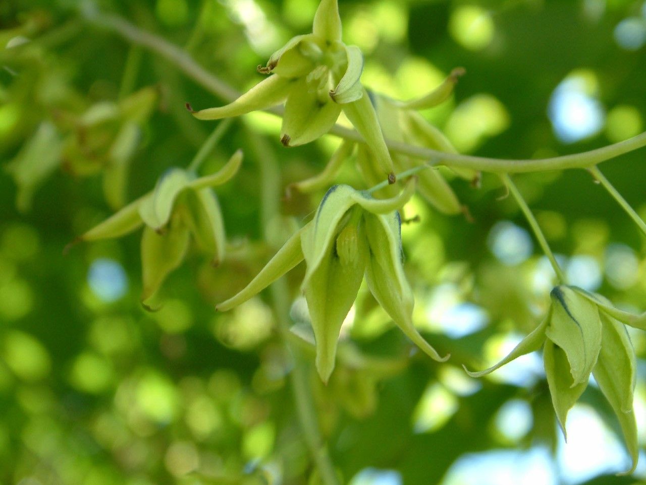 Decaisnea fargesii : C2 : 15-30 | 15-30cm C2 | DEFARGES_C2_15-30