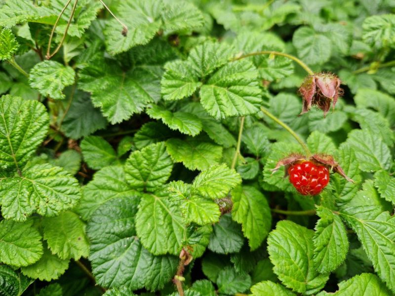 Rubus nepalensis type 1 : P9 : 5-15 | 5-15cm P9 | RUNEPAL1_P9_5-15