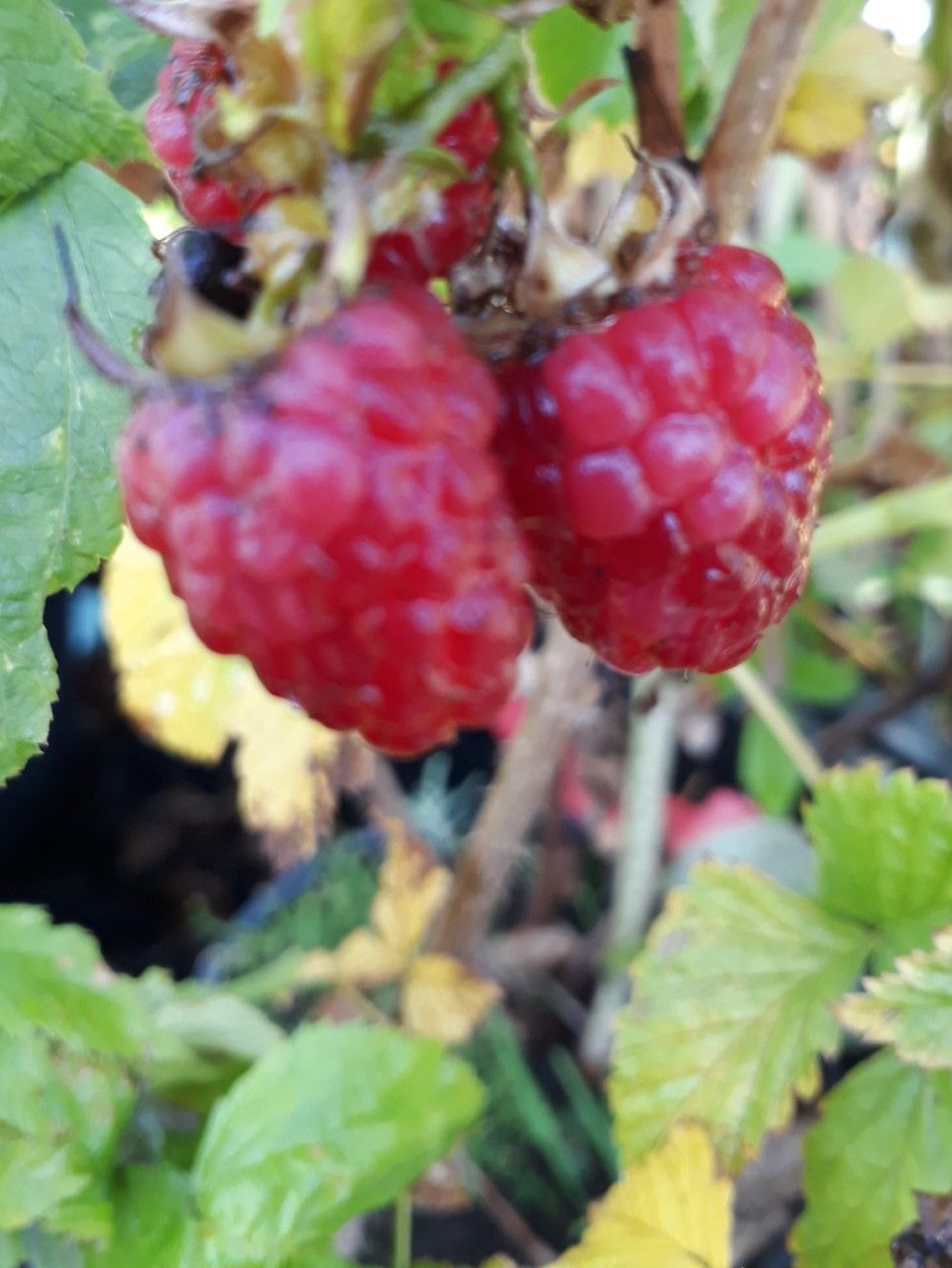 Rubus idaeus 'Tulameen' : C2 : 30-60 | 30-60cm C2 | RUITULAM_C2_30-60