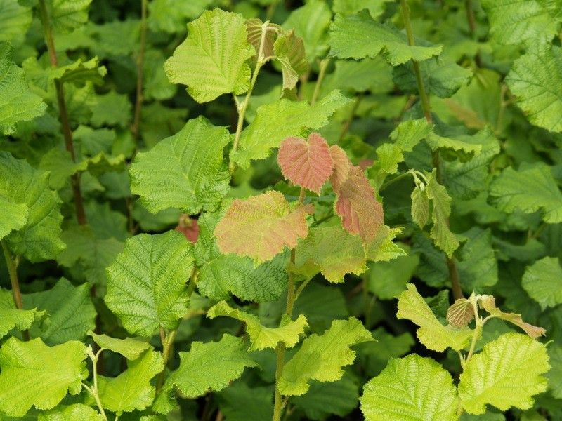 Corylus 'Cosford' : W : 60-100 | 60-100cm W | COCOSFOR_W_60-100